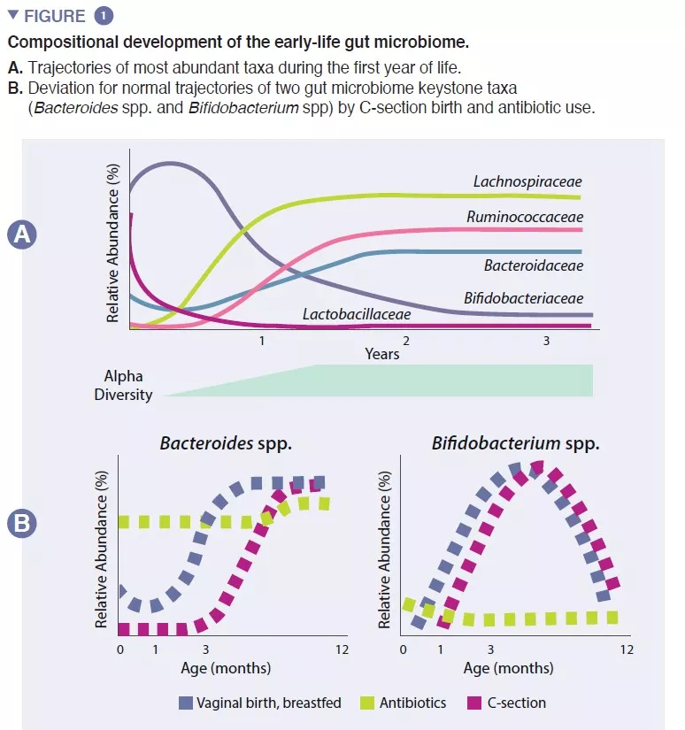 Microbial colonization as a determinant factor for health during the first 1000 days of life ...